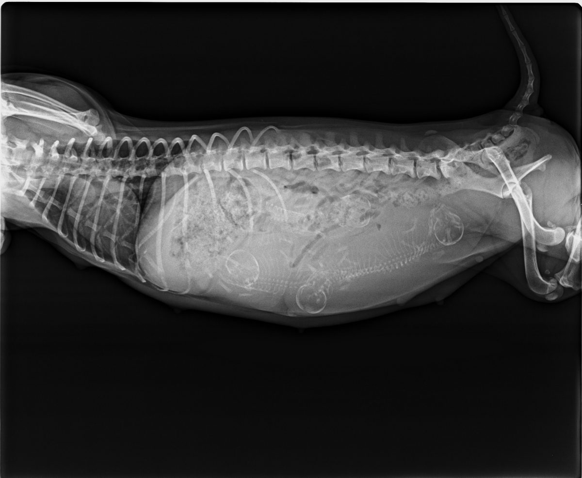 Parto canino archivos - Clínica Veterinaria Montesol